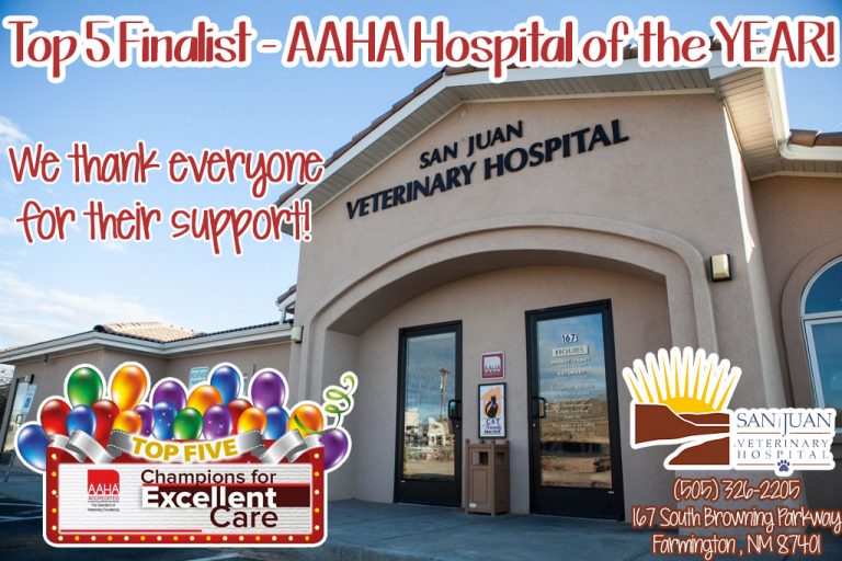 Top 5 Finalist - AAHA Hospital of the Year! | San Juan Veterinary Hospital
